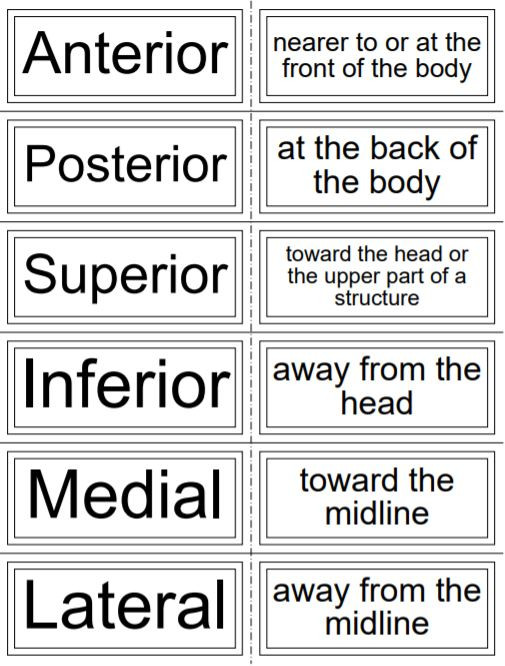 Body Directions, Planes, Cavities, and Regions Vocab. Flash Cards For ...