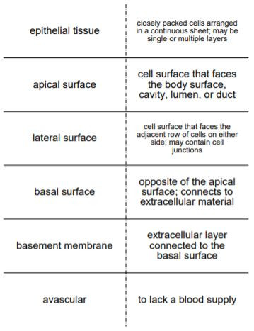 Epithelial Tissue Vocabulary Flash Cards - Amped Up Learning