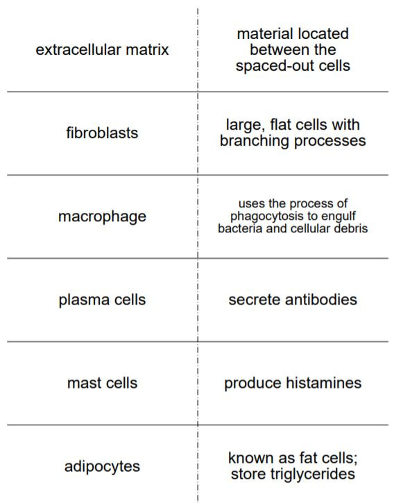 Connective Tissue Vocabulary Flash Cards for Anatomy - Amped Up Learning