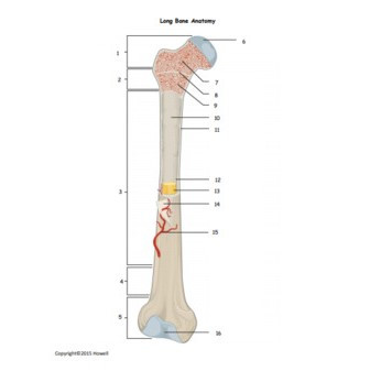 Anatomy of the Long Bone Review Bundle - Amped Up Learning