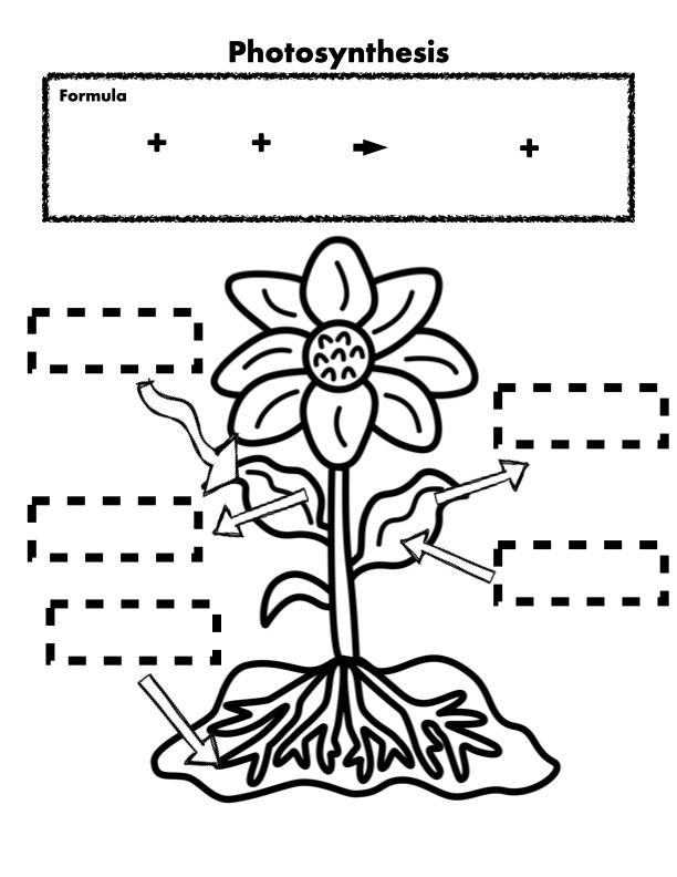 Photosynthesis - Bundle - Amped Up Learning