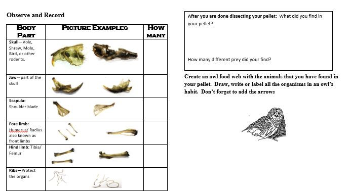 Owl Pellet Lab - Amped Up Learning