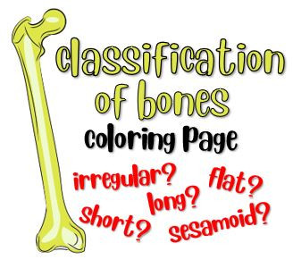 Classification of Bones Coloring Page - Amped Up Learning