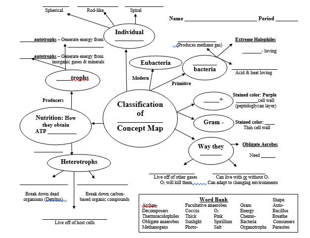 Classification of Bacteria Concept Map/Graphic Organizer - Amped Up ...