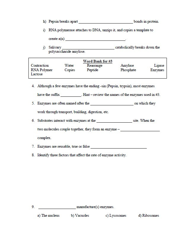 All About Enzymes Worksheet - Amped Up Learning