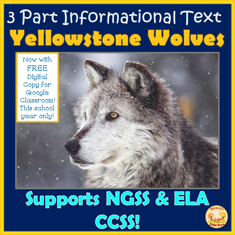 Yellowstone Wolves - 3 Part Informational Text - Amped Up Learning