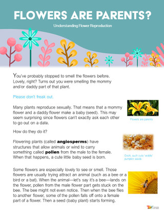 A Plant's Parts Booklet **With Activity Differentiation** - Amped Up ...