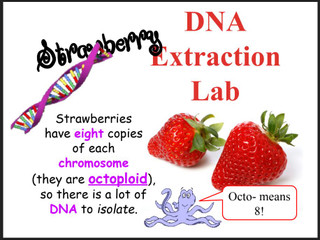Strawberry DNA Extraction Lab - Amped Up Learning