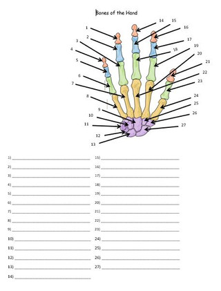 Bones of the Hand and Wrist Quiz or Worksheet - Amped Up Learning
