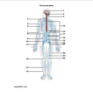 The Nervous System Review Bundle for Anatomy or Physiology - Amped Up ...