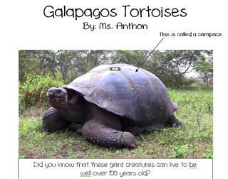 Stop and Jot Reflection Log / Journal (Nonfiction Text)