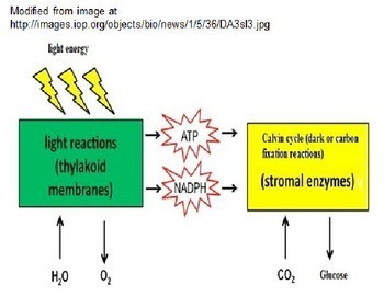 Photosynthesis Hyperdoc