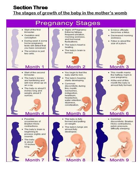 Female Reproductive System Study Guide