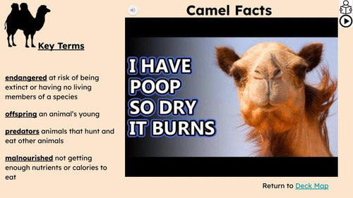 Renaissance Informational Text Reading Passage and Activities BUNDLE