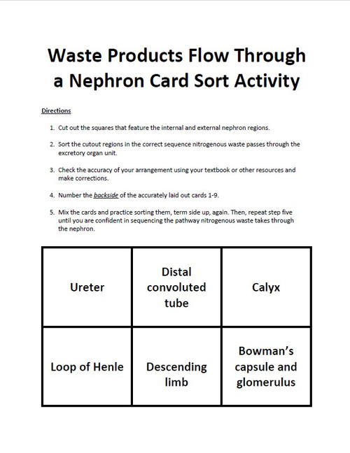 Heart Blood Flow and Conduction Sequence Card Sort Activity Set - Amped ...