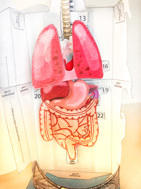 Human Body Systems STEM Project
