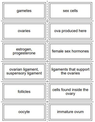 Female Reproductive System Quiz - Amped Up Learning