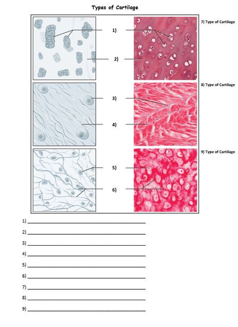 Types of Cartilage Quiz - Amped Up Learning