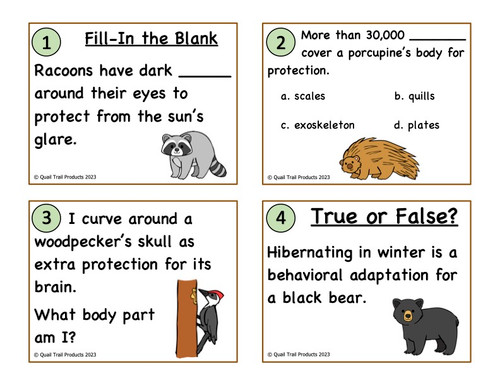 Animal Adaptations in the Desert Activities and Worksheets