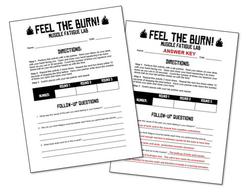 Edible Muscle Project- Review Anatomy of a Muscle with this delicious ...