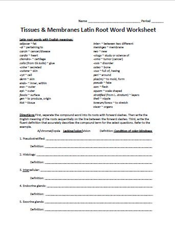 Endocrine System Unit Latin Root Word Worksheet - Amped Up Learning