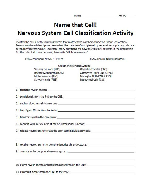 Nervous System Outline Activity