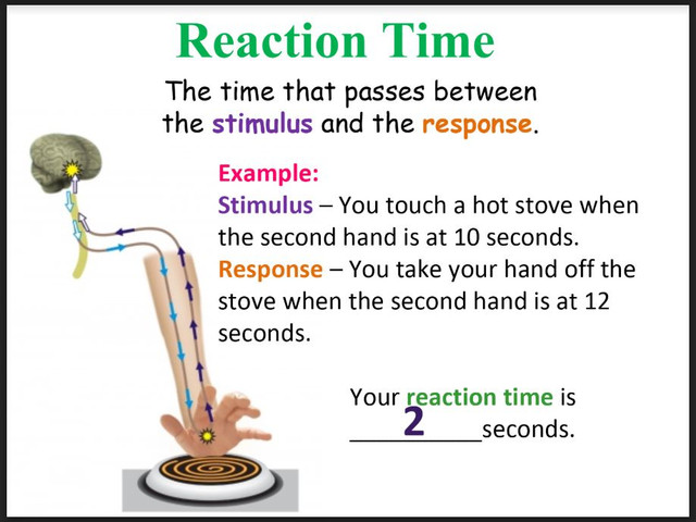 Stimulus and Response - The Nervous System - Amped Up Learning