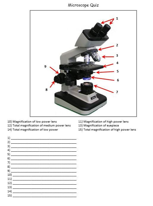 Microscope Quiz/Worksheet - Amped Up Learning