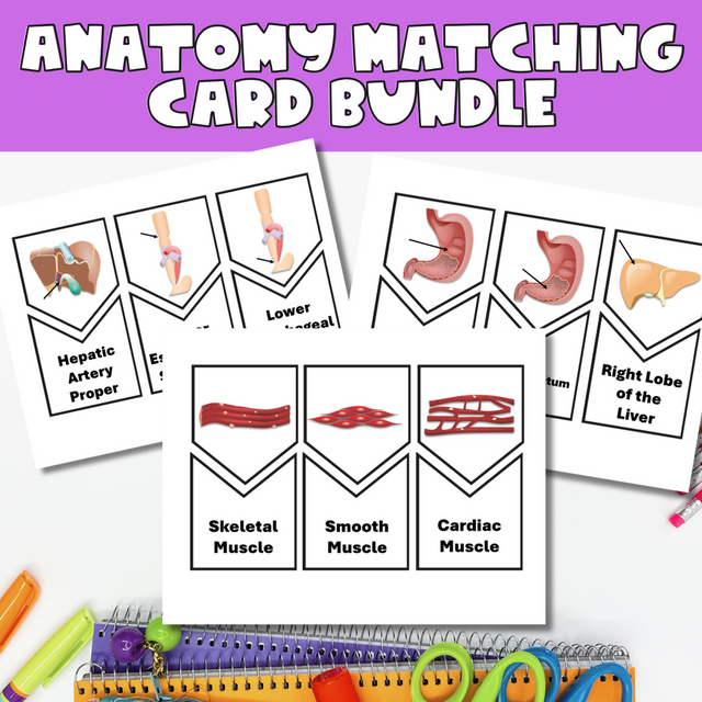 Identifying Anatomy Matching Cards Bundle