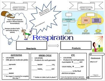 Respiration Interactive Doodle Handout - Amped Up Learning