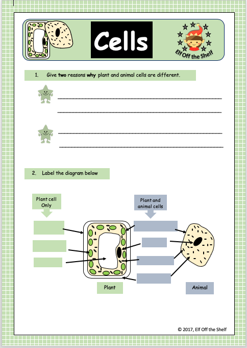 Plant and Animal Cells - Structure and Differences - Free Worksheet ...