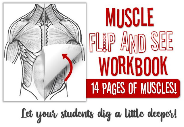 Muscle "Flip and See" Workbook- Superficial AND Deep Muscles! - Amped ...