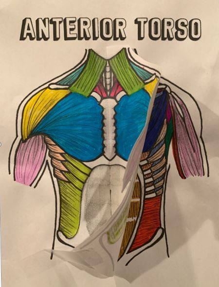 Muscle "Flip and See" Workbook- Superficial AND Deep Muscles! - Amped ...