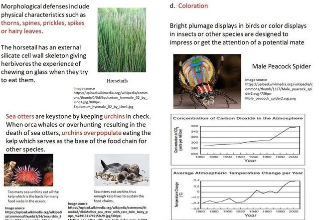 Biodiversity - Bundle - Amped Up Learning