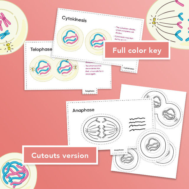Mitosis Flipbook - Amped Up Learning