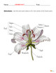 Parts of a Flower and Plant Reproduction Activities | Distance Learning