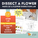Parts of a Flower Dissection Science Lab