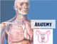 Respiratory System (Anatomy Ch 13 - Bundled Lesson) - Amped Up Learning