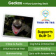 Gecko Informational Text Reading Passage and Activities