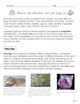 Mineral Identification Lab | Rocks and Minerals Activity for Earth ...