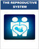 The Reproductive System - Amped Up Learning