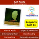 Ants Informational Text Reading Passage and Activities
