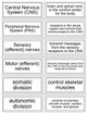 Flash Cards covering the Nervous System - Amped Up Learning
