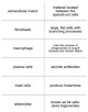 Connective Tissue Vocabulary Flash Cards for Anatomy - Amped Up Learning