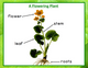 A Plant's Parts Booklet **With Activity Differentiation** - Amped Up ...