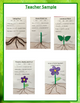 A Plant's Parts Booklet **With Activity Differentiation** - Amped Up ...