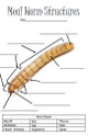 Meal Worm Science Lab - Amped Up Learning