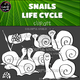 Snail life cycle - Amped Up Learning