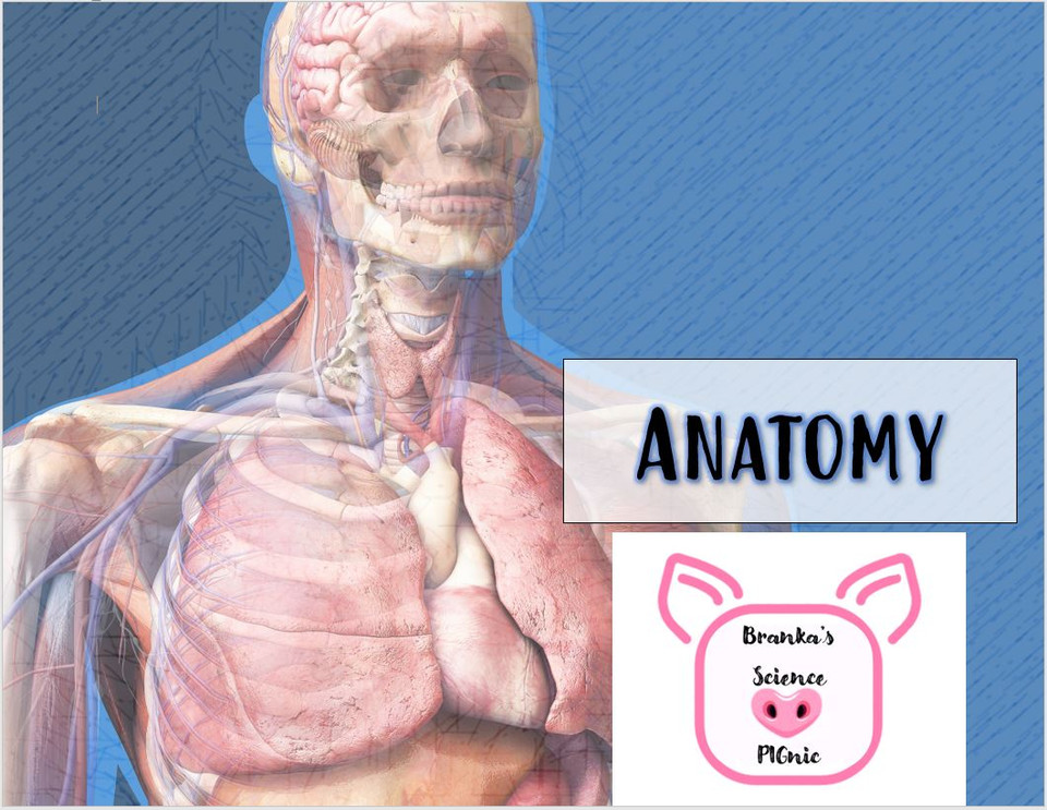 Special Senses (Anatomy Ch 8 - Bundled Lesson) - Amped Up Learning