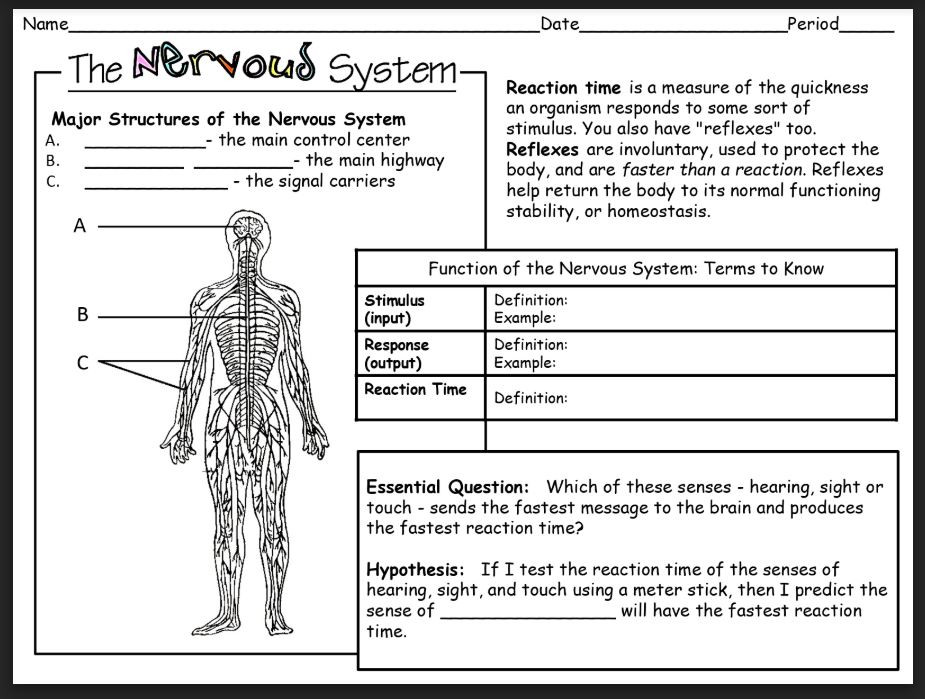 Stimulus and Response - The Nervous System - Amped Up Learning